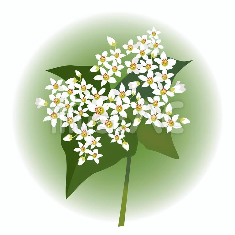 一般社団法人全麵協北海道支部 | 北海道支部会員とそばを愛する皆さんへ情報提供